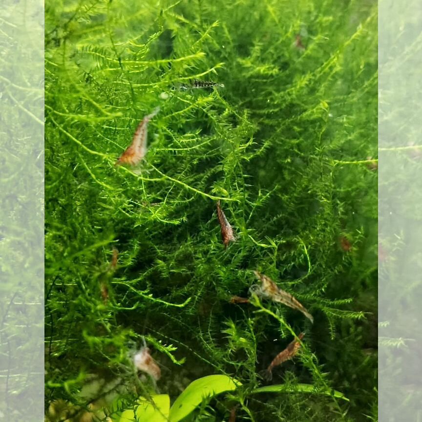 Продам креветок