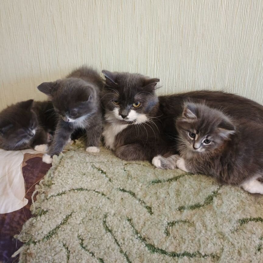 Котёнок в добрые руки