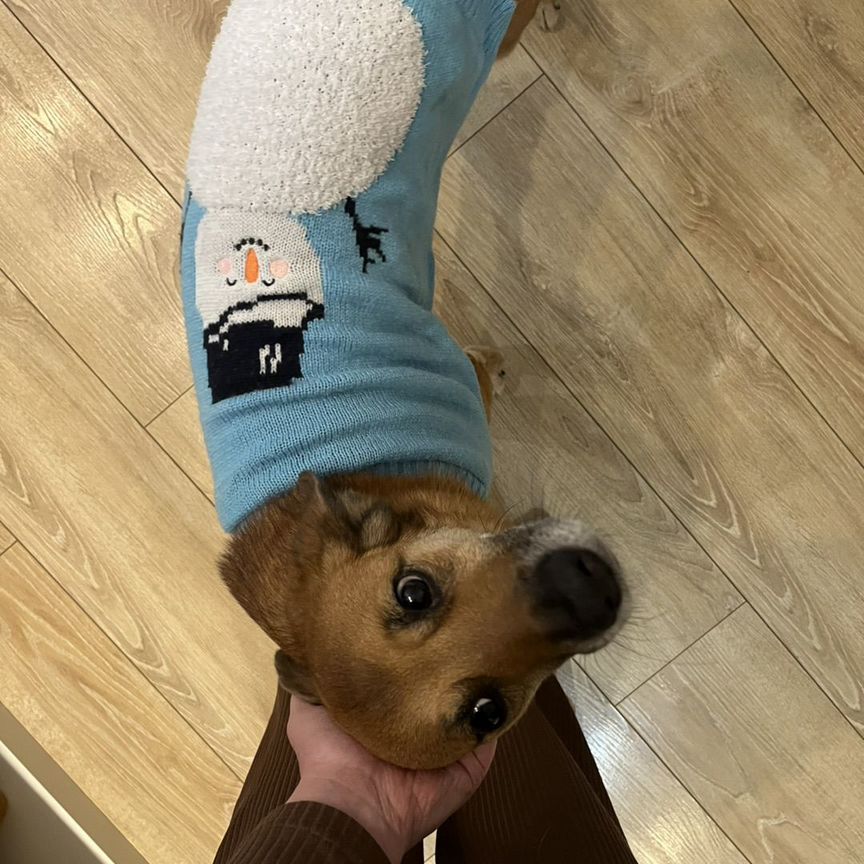 Новогодний костюм для собаки