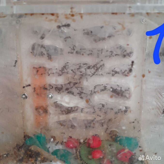 Продам муравьиную ферму с муравьями