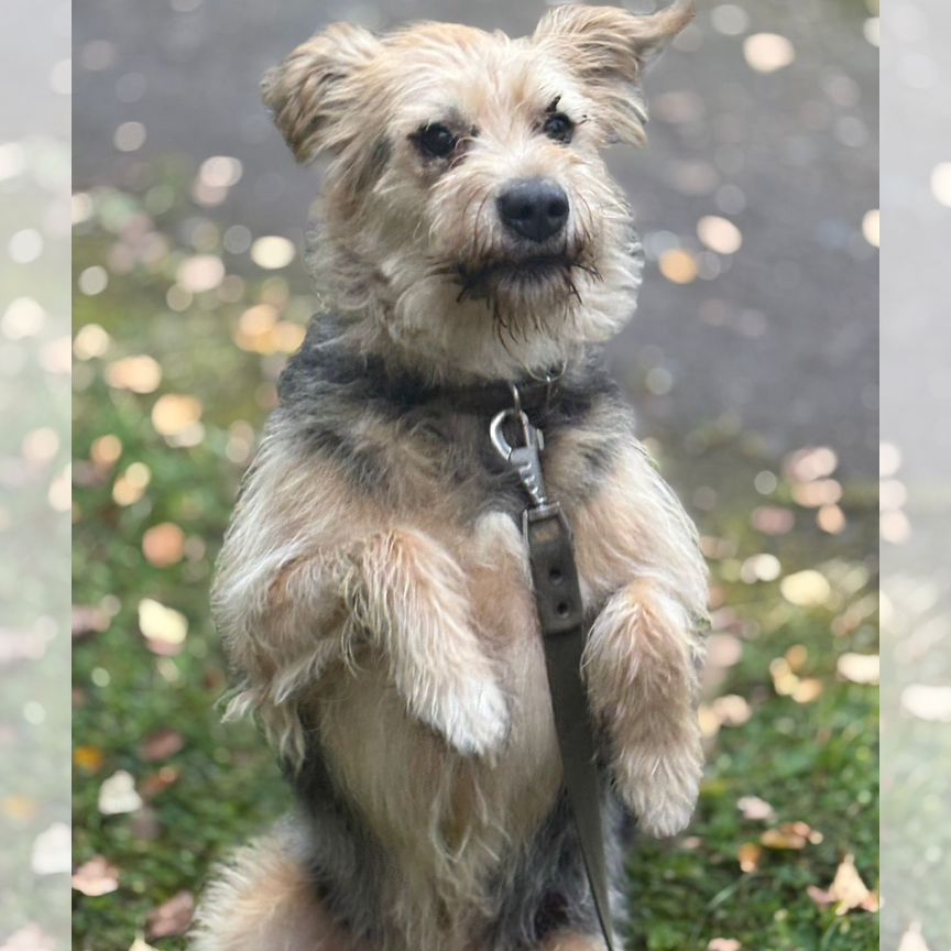 Взрослая собака в добрые руки