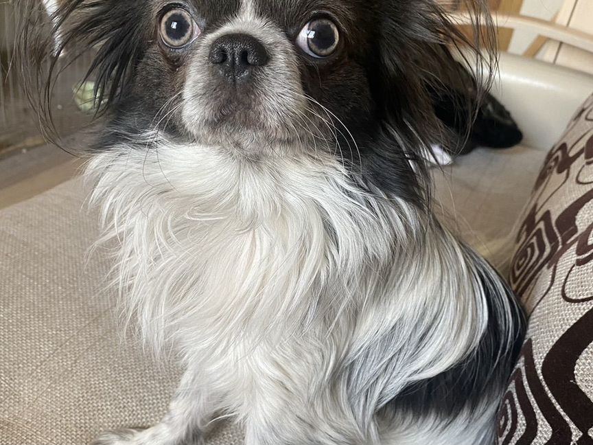 Вязка кобель чихуахуа