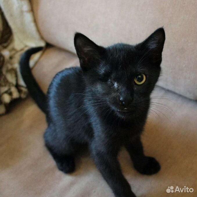 Котенок девочка с изюминкой 3 мес
