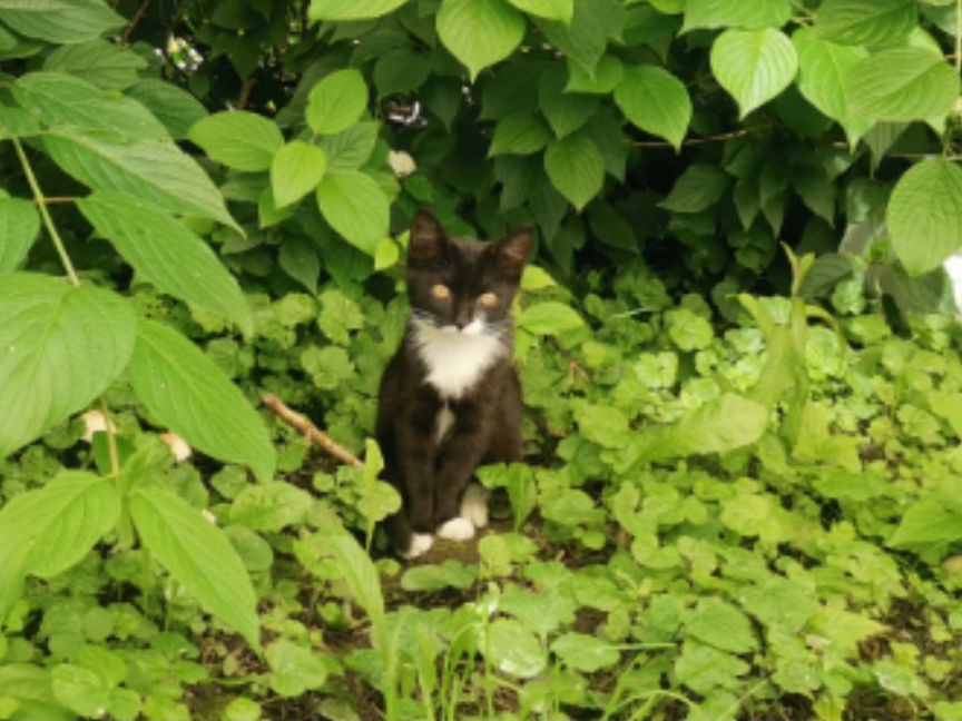 Котята в добрые руки бесплатно