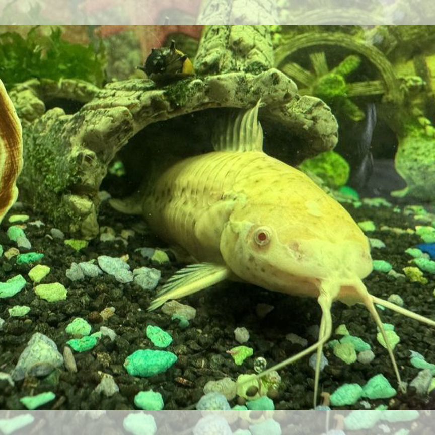 Отдаю сомы в добрые руки