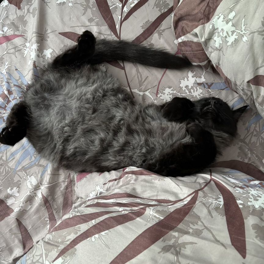 Мейн-кун в добрые руки