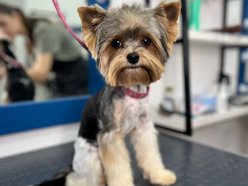 Цветные мини женихи