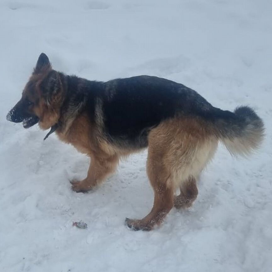 Немецкая овчарка, щенок