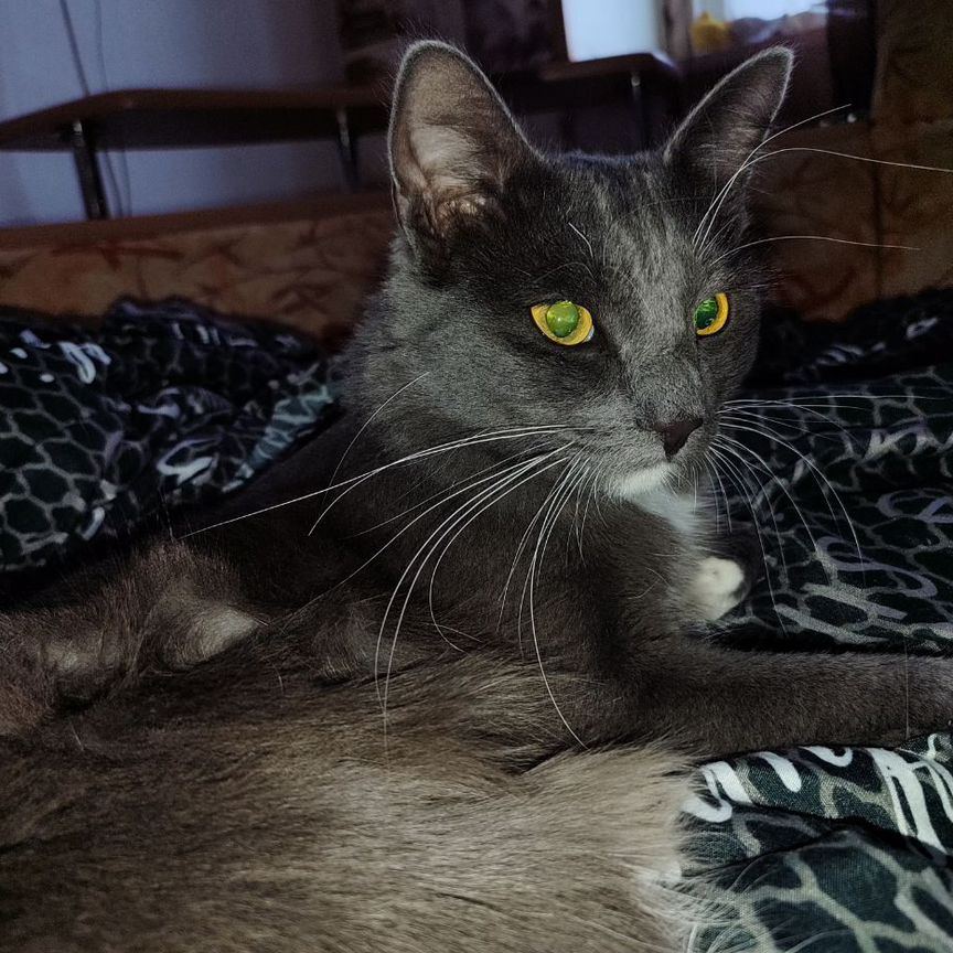 Взрослый кот в добрые руки