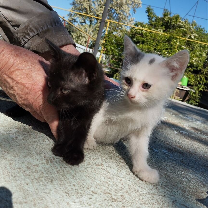 Простые котики