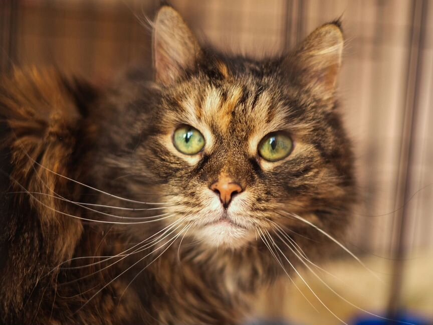 Кошки из приюта: ласковая пушистая Мотя