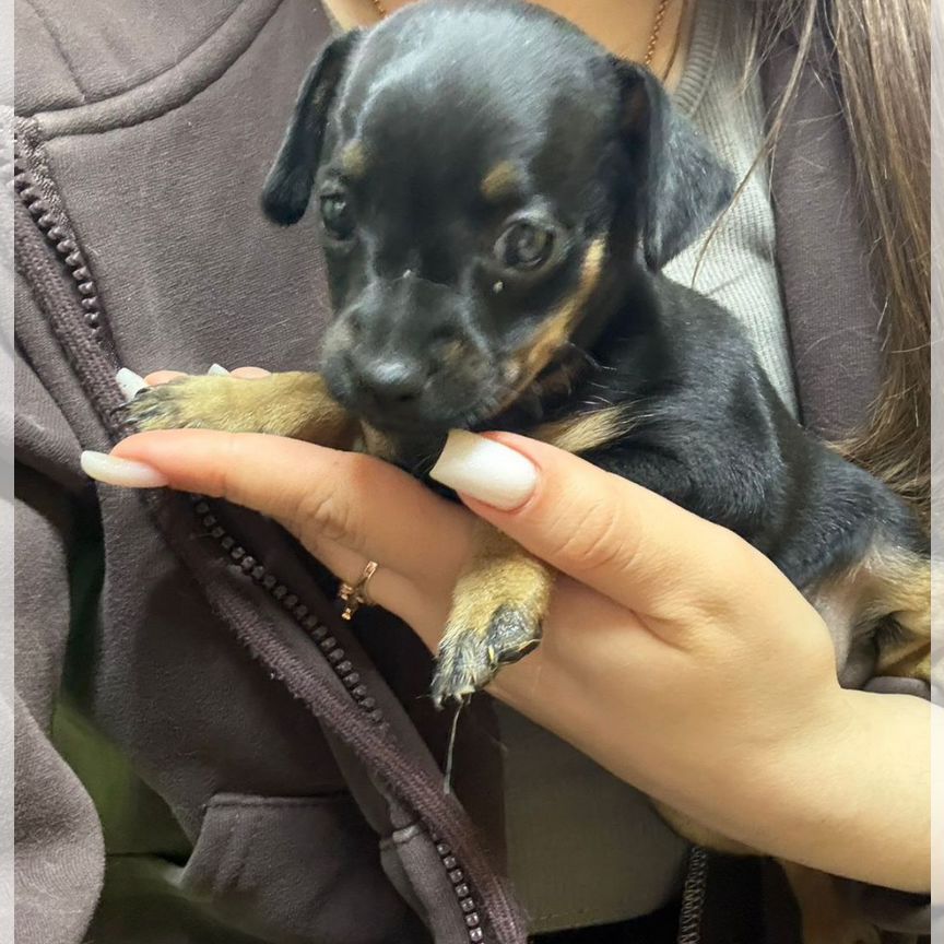 Русский той-терьер, щенок