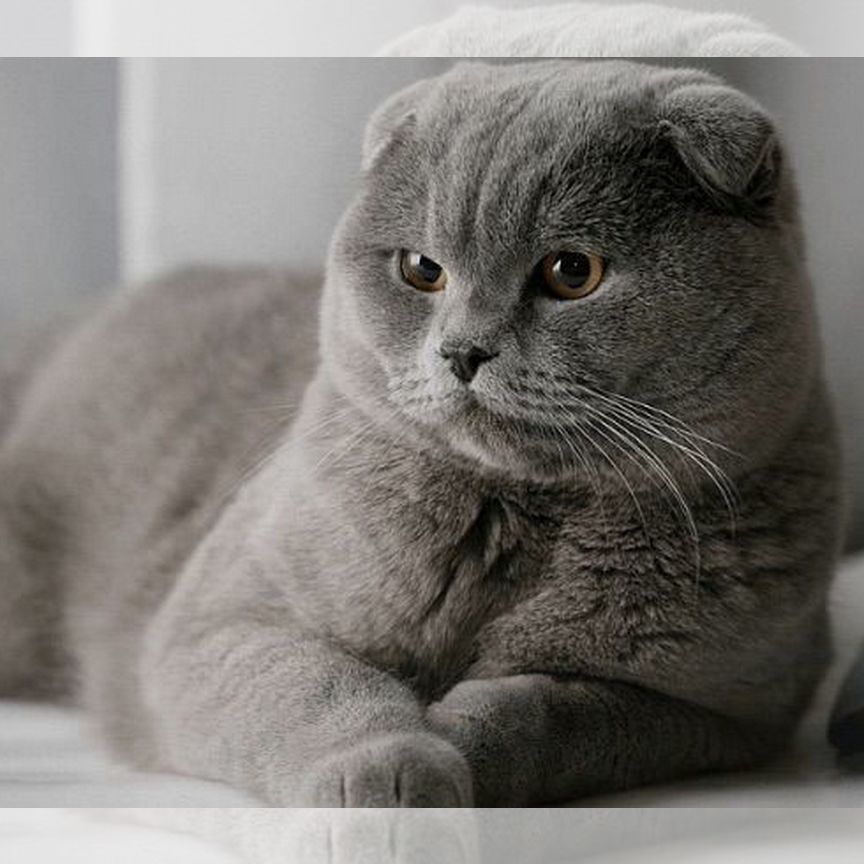 Шотландский вислоухий короткошёрстный кот, вязка