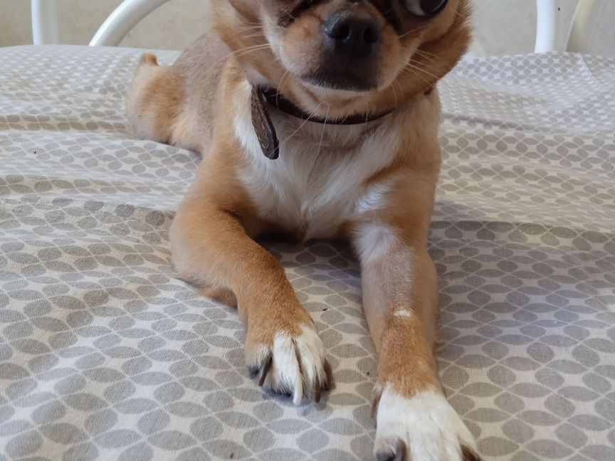 Вязка собак чихуахуа