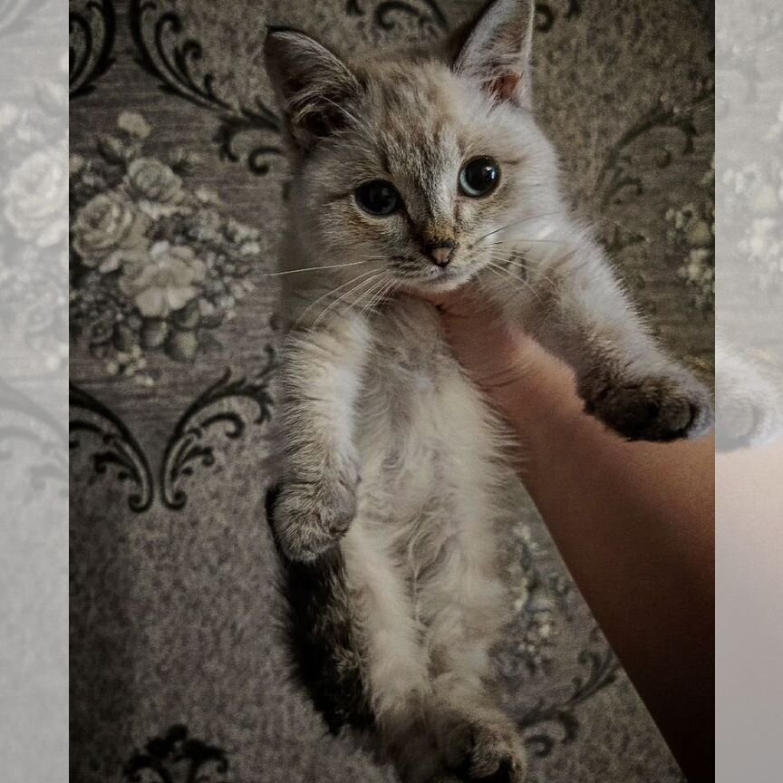 Котёнок