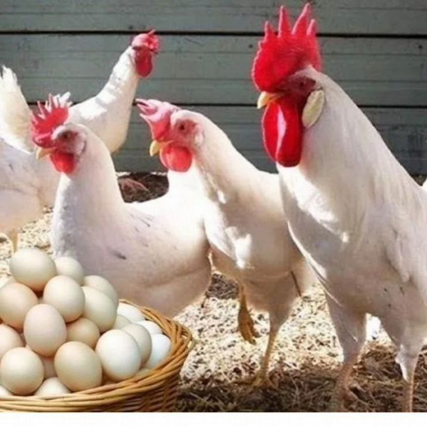 Куры с доставкой