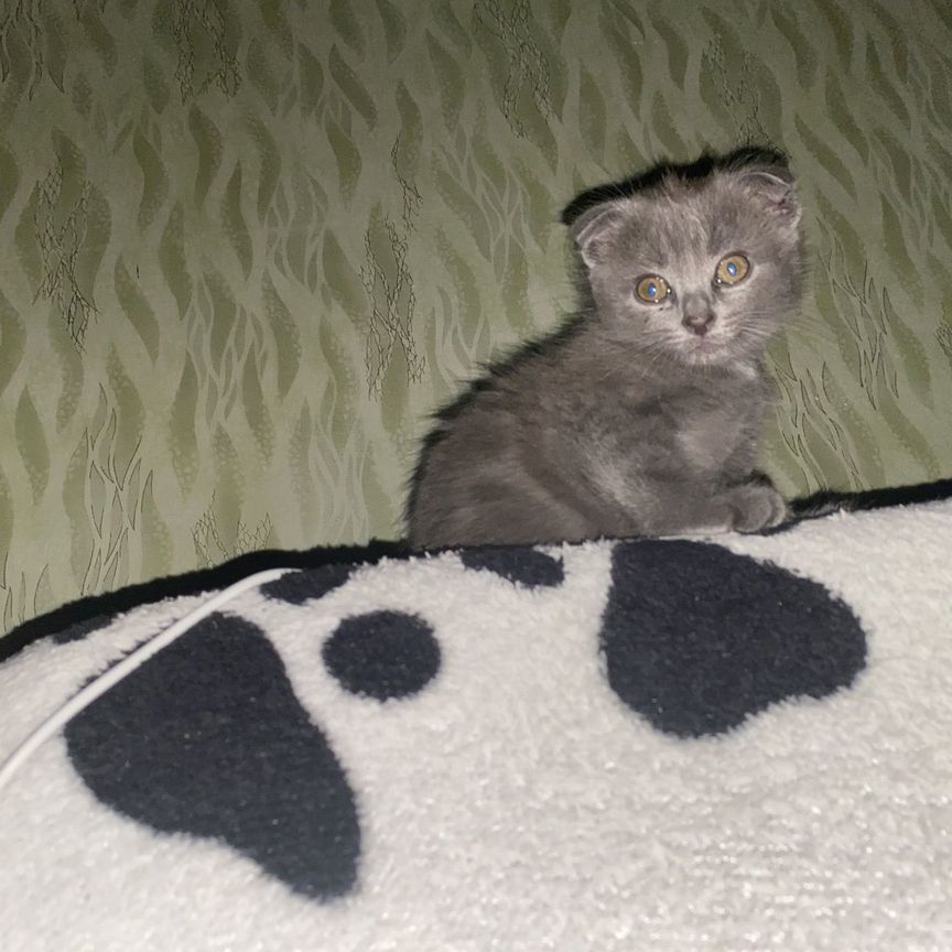 Смесь с шотландским котом