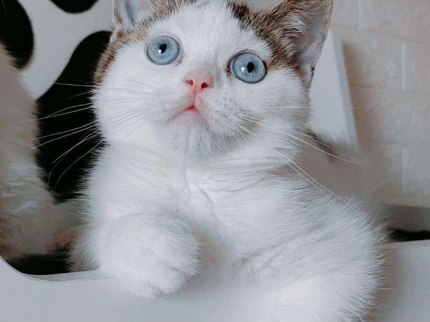 Голубоглазый скоттиш страйт