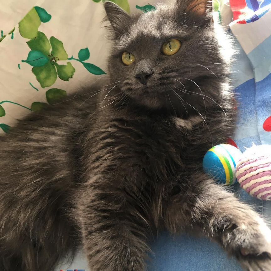 Кошка милота