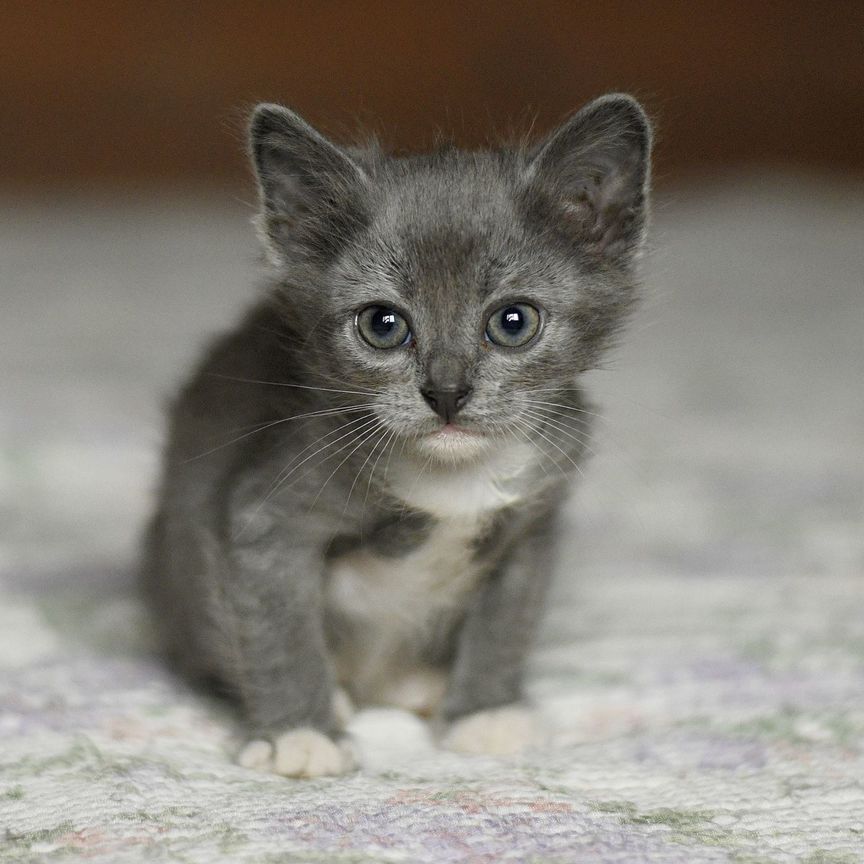 Котенок Фифи в добрые руки