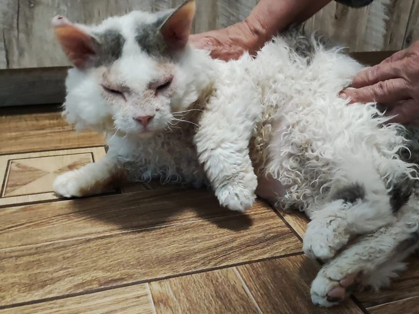 Дарю кота