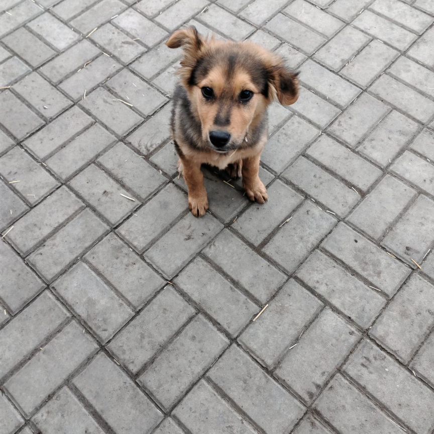 Щенок мальчик отдадим в хорошие руки