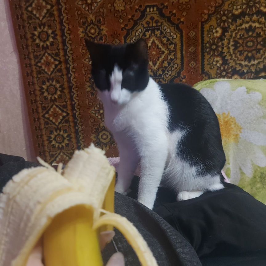 Отдам в добрые руки
