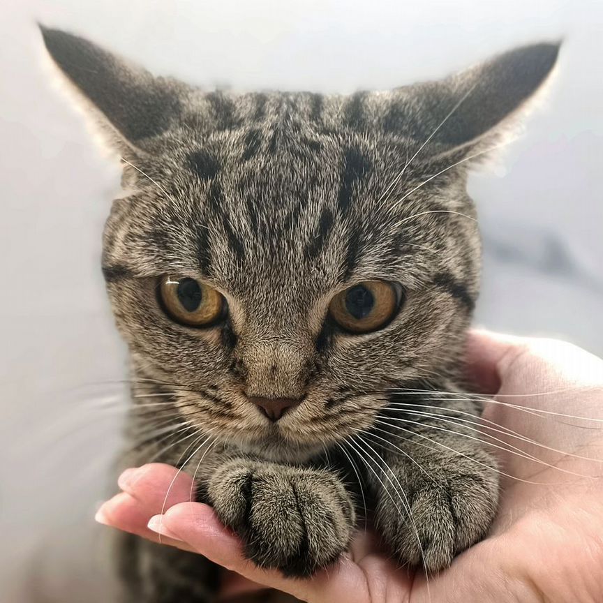 Кошка британка 1,5 года