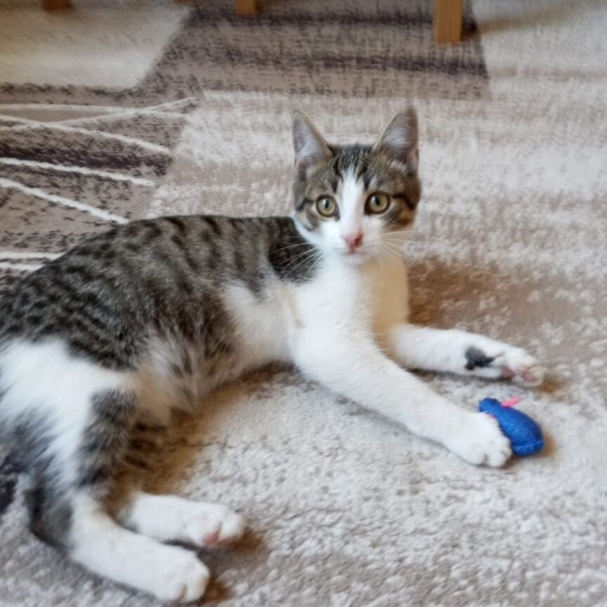 Котенок Тишка