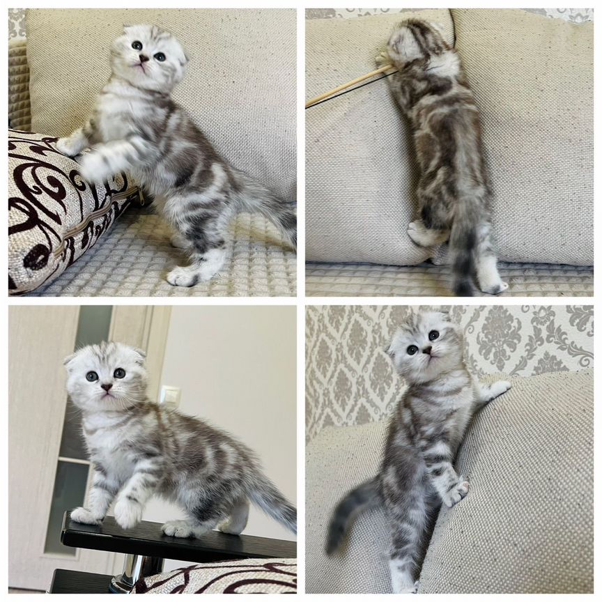 Шотландские вислоухие и прямоухие котята