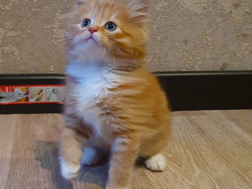 Сибирский мальчуган