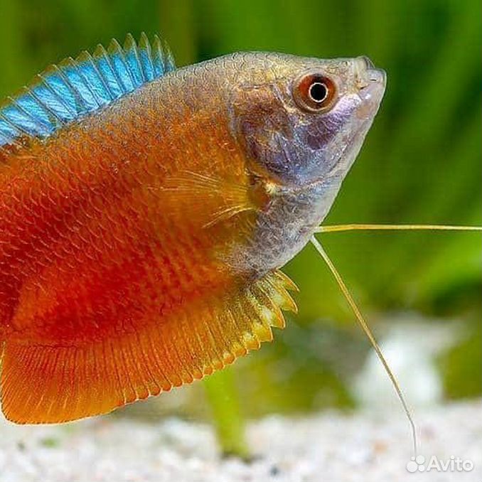 Лялиус красный (Colisa lalia red)