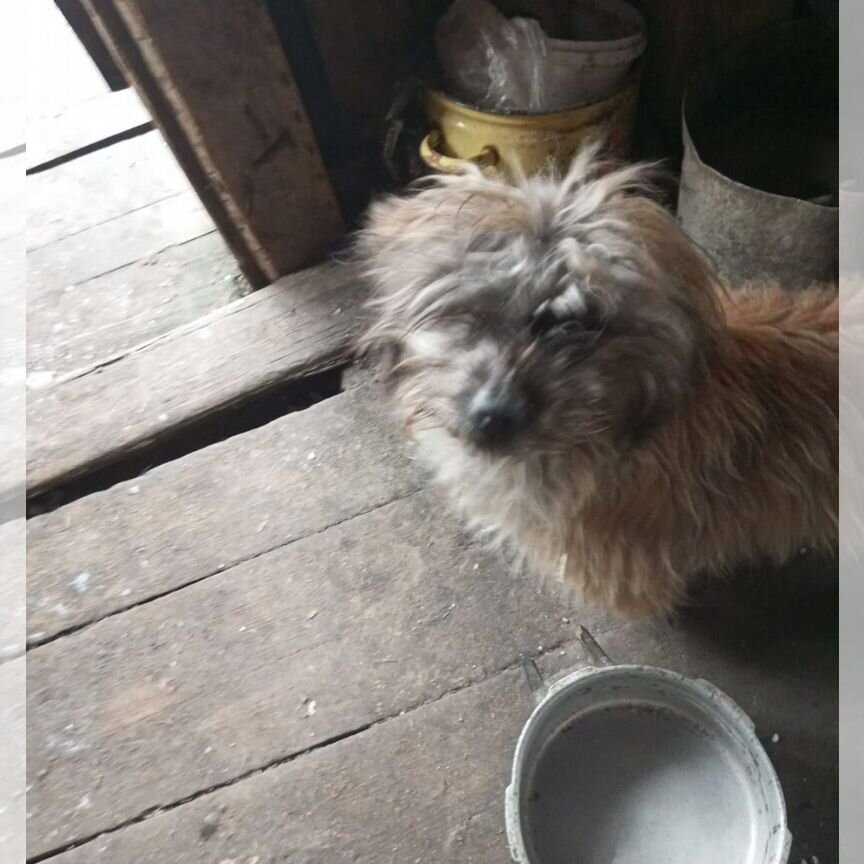 Русская цветная болонка, щенок