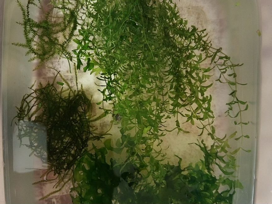 Аквариумные растения прополка