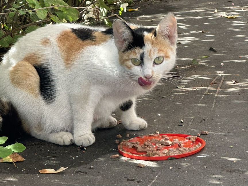 Кошка в дар японский бобтейл