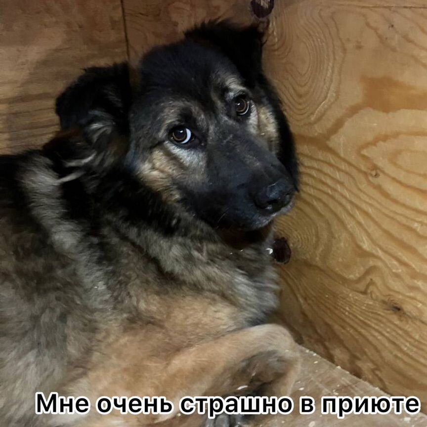 Елочка ужасно боится в приюте