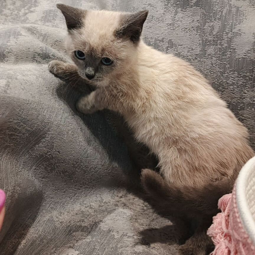 Тайский котёнок