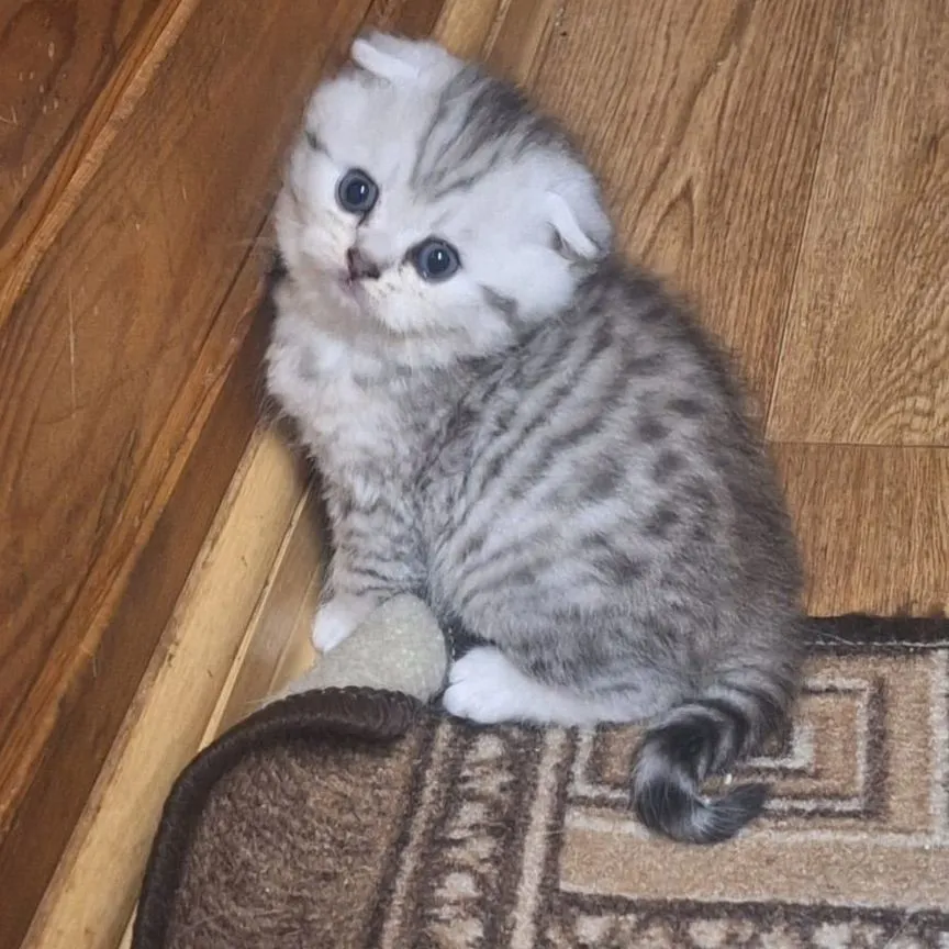 Шотландские котята