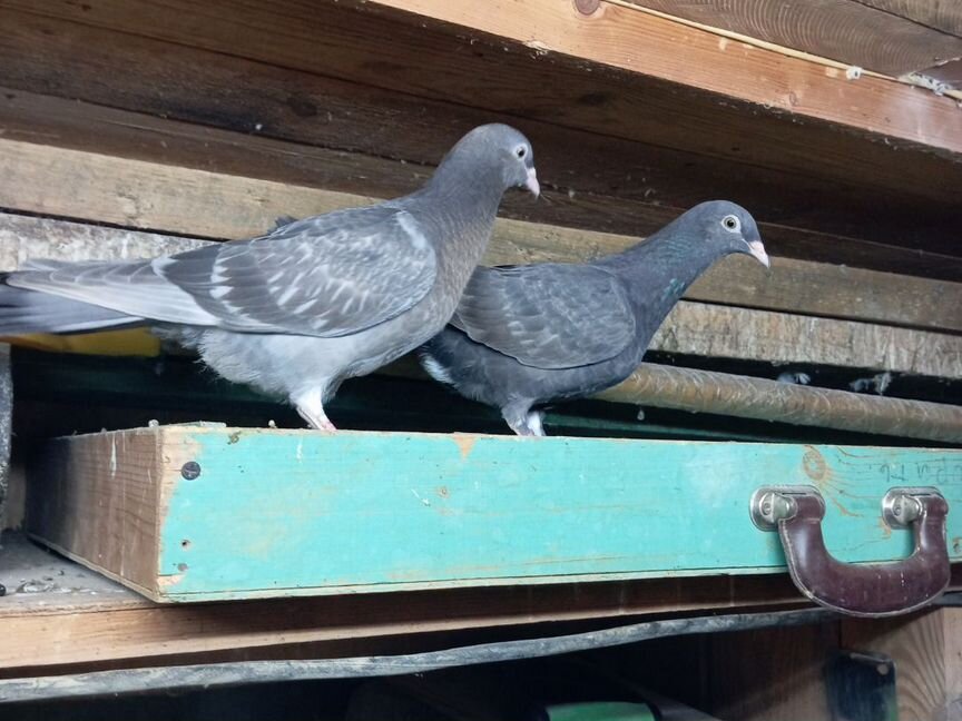 Продажа почтовых голубей и чужих