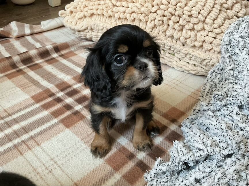 Кавалер Кинг чарльз спаниель