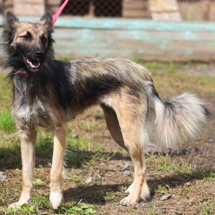 Даша ищет дом