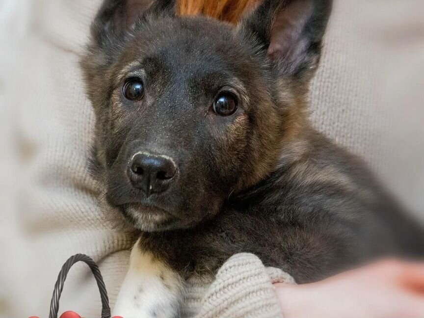 Лопоухое чудо по имени Мэри 4,5 мес ищет дом