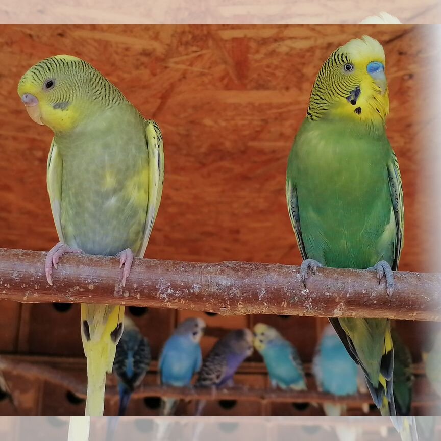 Попугаи взрослые оптом