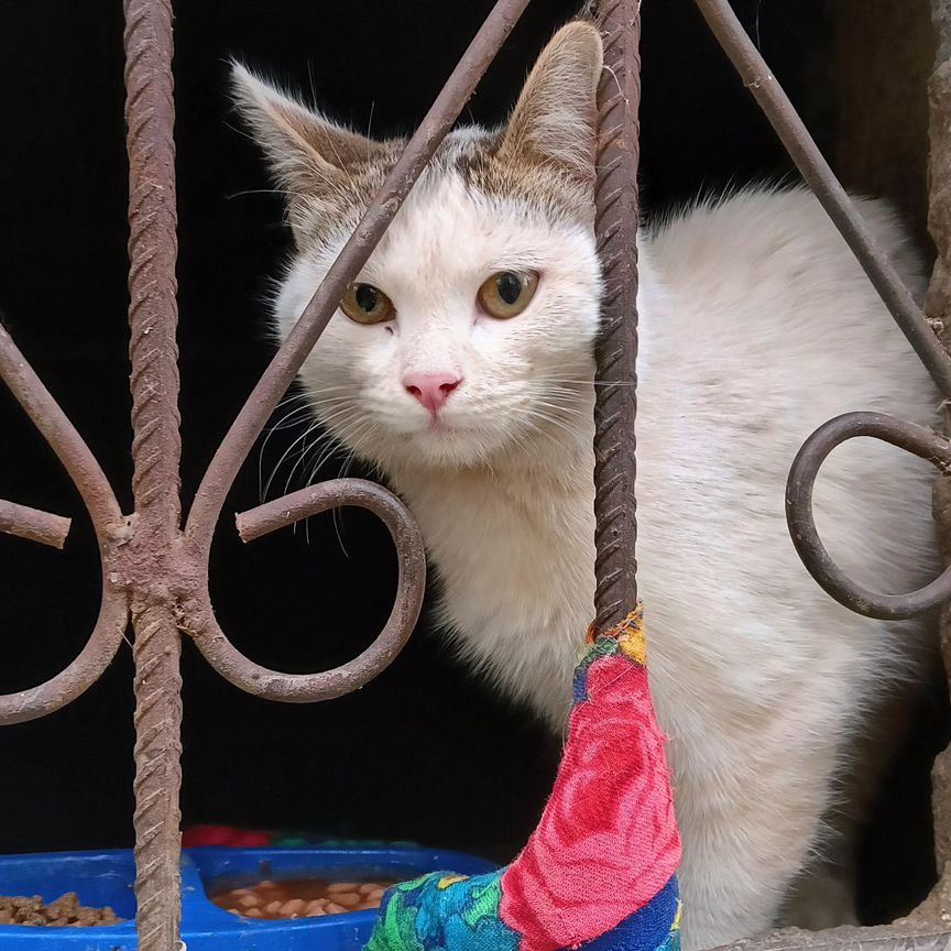 Котенка подбросили ласковый ищу дом