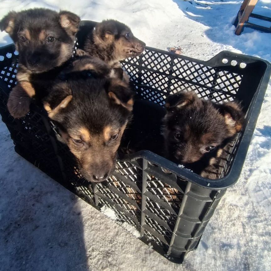 Щенки немецкой овчарки