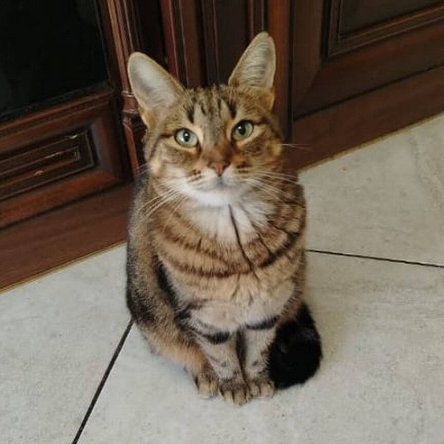 Взрослая, кошка в добрые руки