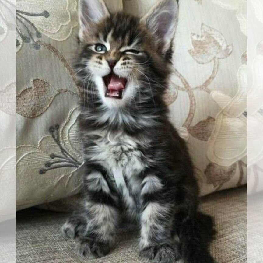 Кому шикарную рысь от больших родителей