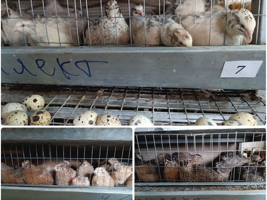 Инкубационное яйцо перепелов