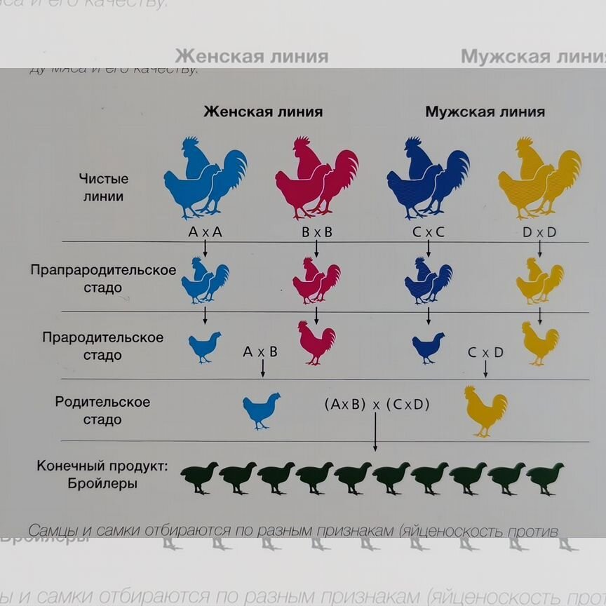 Куры родительского стада бройлеров