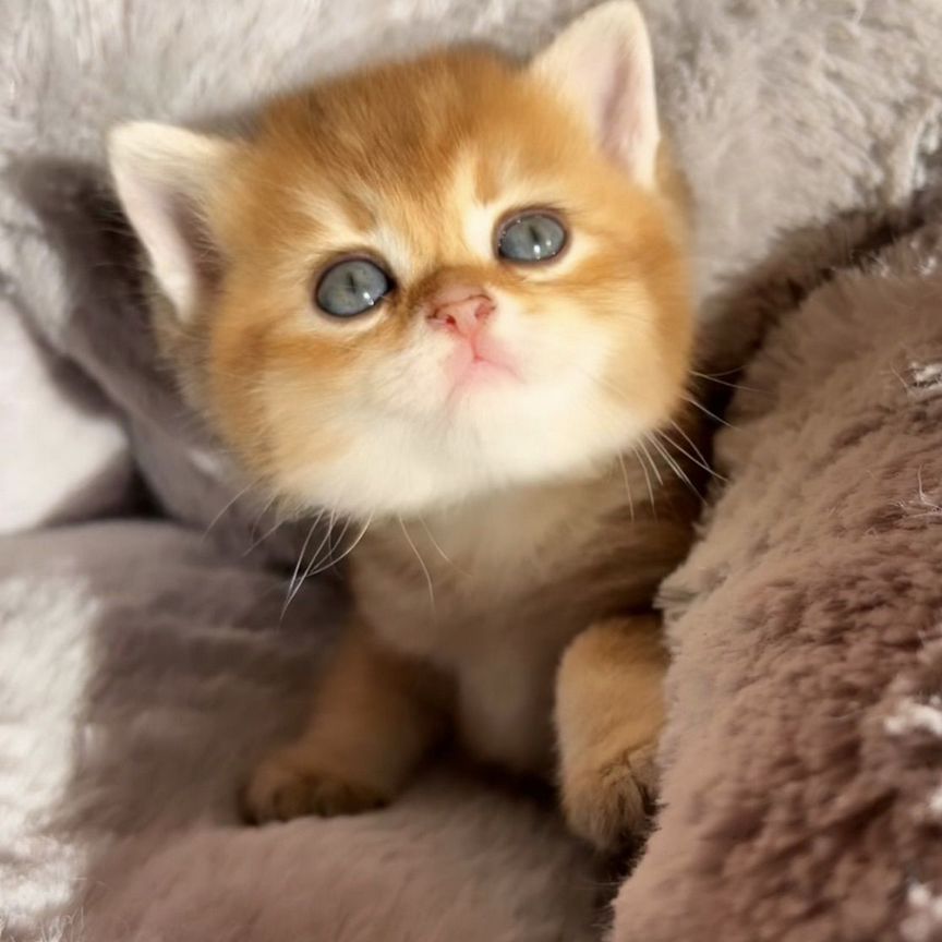 Шотландский прямоухий короткошёрстный котёнок
